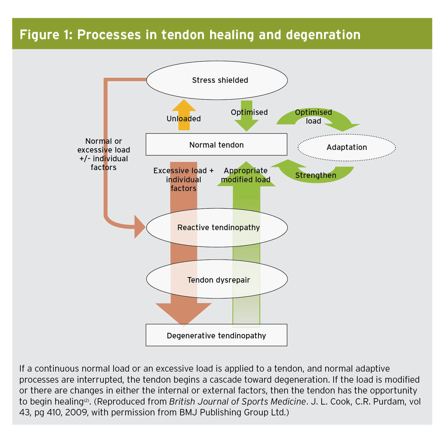 Sports Injury Bulletin - Diagnose & Treat - Tendinopathy: inflammation ...