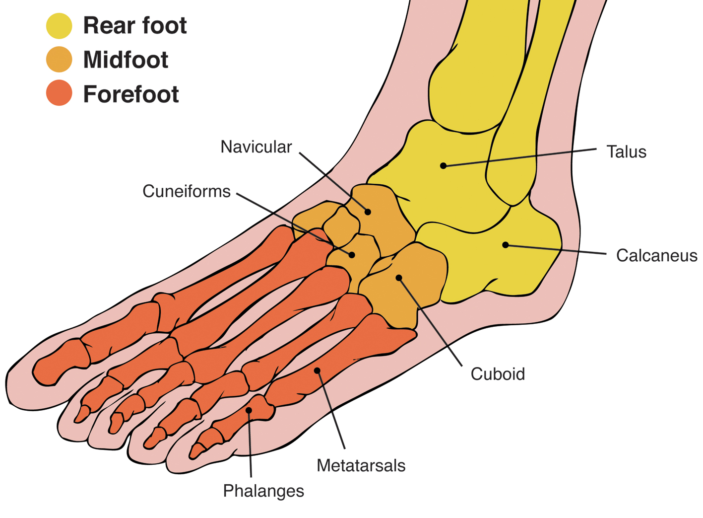 Sports Injury Bulletin - Anatomy - Foot pain: looking up the kinetic chain