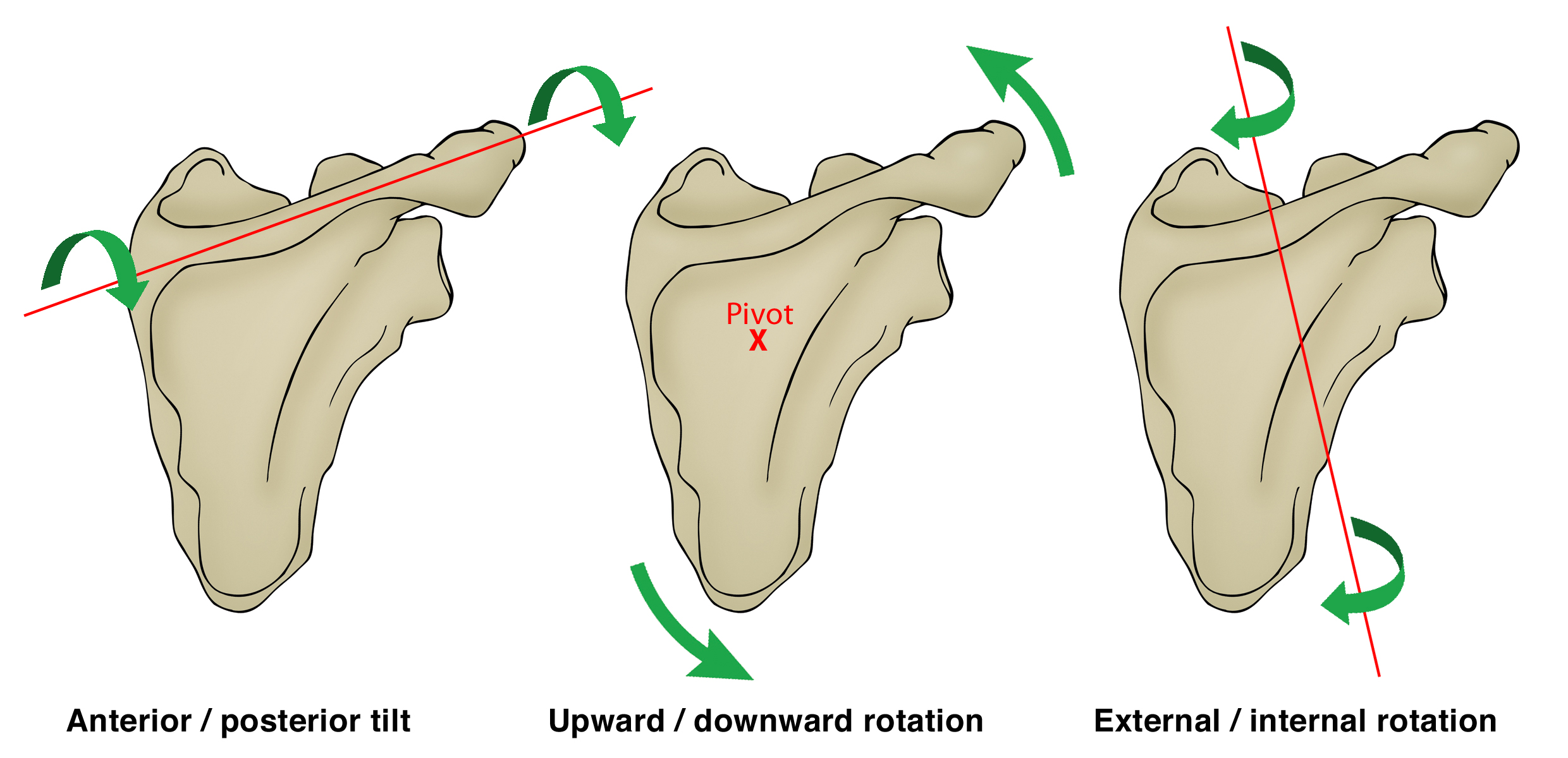 Sports Injury Bulletin - Diagnose & Treat - Pectoralis Minor