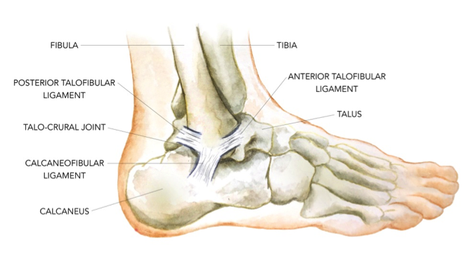 Sports Injury Bulletin - Anatomy - Masterclass on Ankle injury: Part I ...