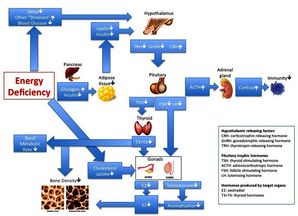 Sports Injury Bulletin - Diagnose & Treat - Expanding the female ...