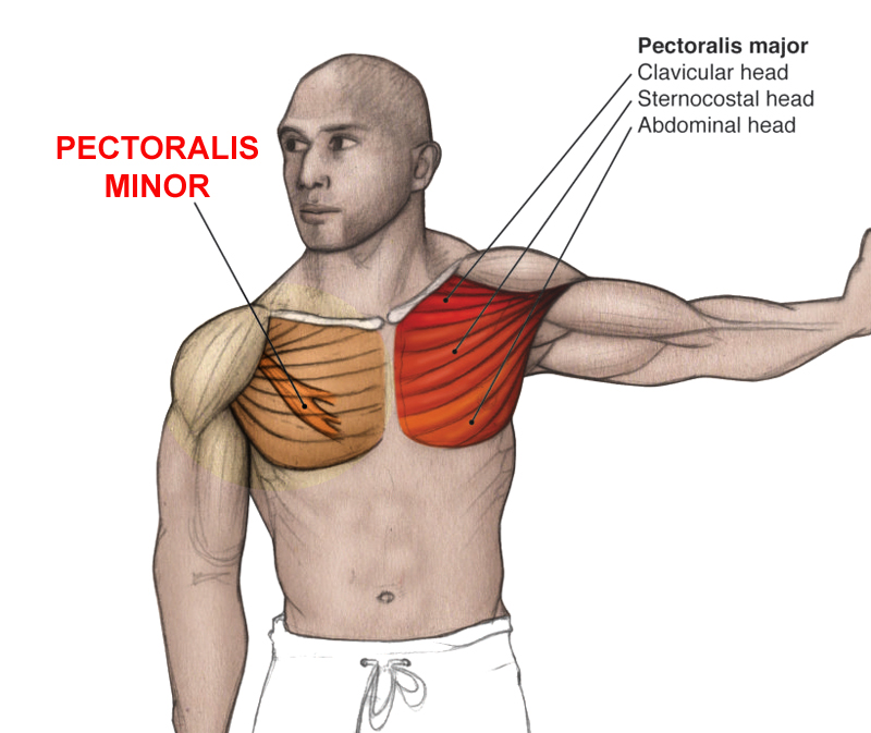 Sports Injury Bulletin - Diagnose & Treat - Uncommon injuries: Pec ...