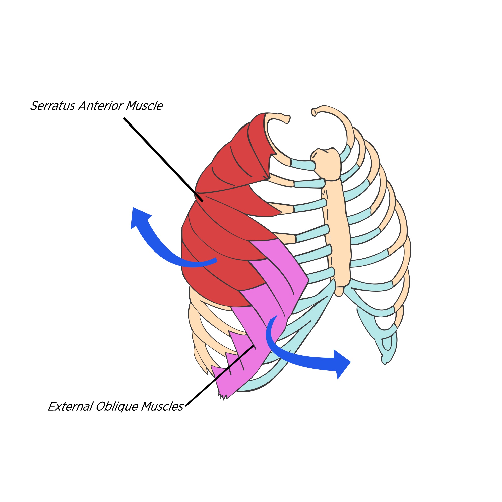 Sports Injury Bulletin - Anatomy - Row, row, row the boat - the ...