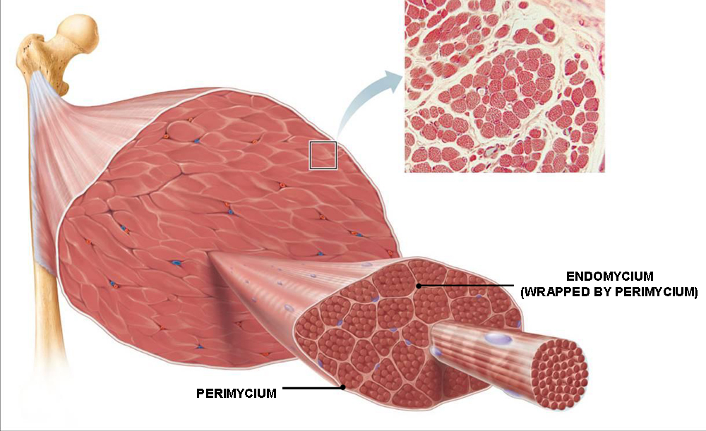 Sports Injury Bulletin - Anatomy - Muscle strain injury: time to ...