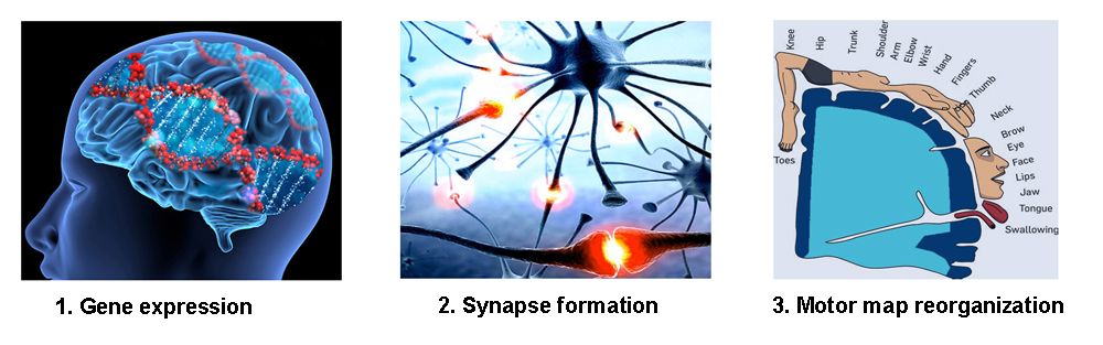 Sports Injury Bulletin - Diagnose & Treat - Neuroplasticity part II ...