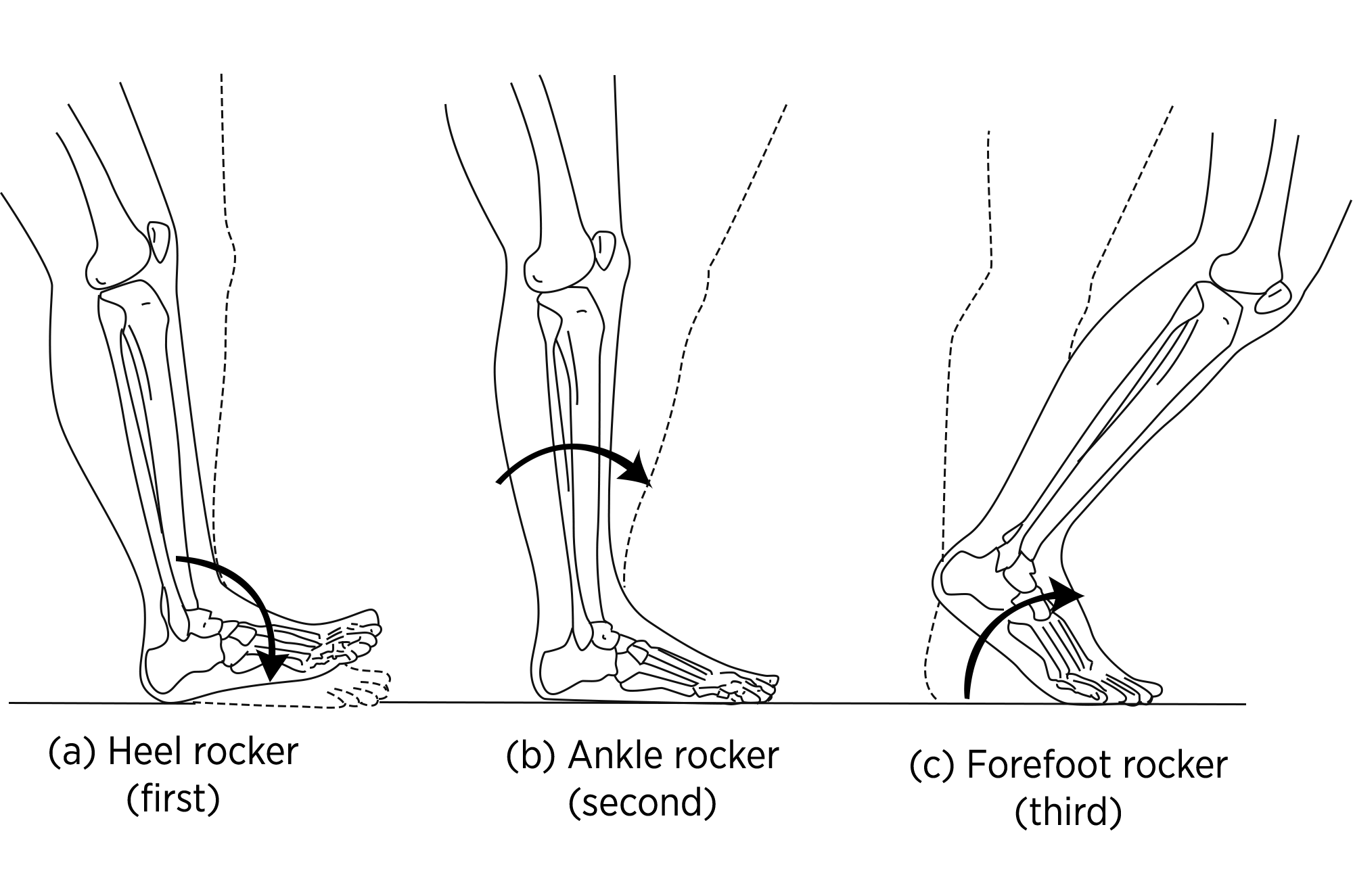 Sports Injury Bulletin - Anatomy - Sure footing: why the foot is the ...