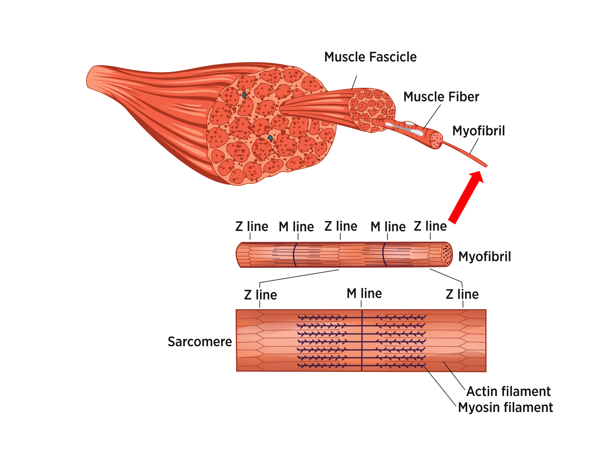 Sports Injury Bulletin - Anatomy - Case Report: James Harden’s ...