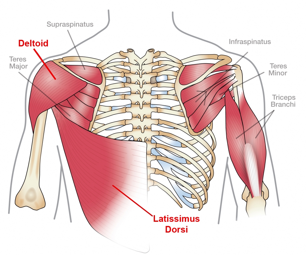Sports Performance Bulletin - Training - Swimming technique: why core ...