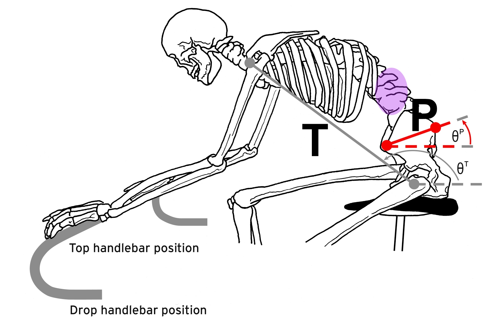 Sports Performance Bulletin - Endurance injuries and health - Cyclists ...