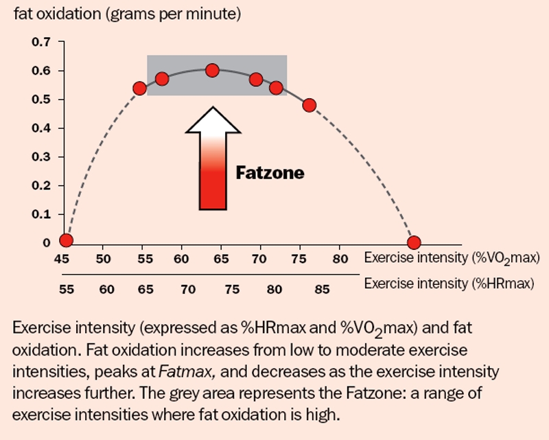 Sports Performance Bulletin - Base endurance training - Fat facts ...