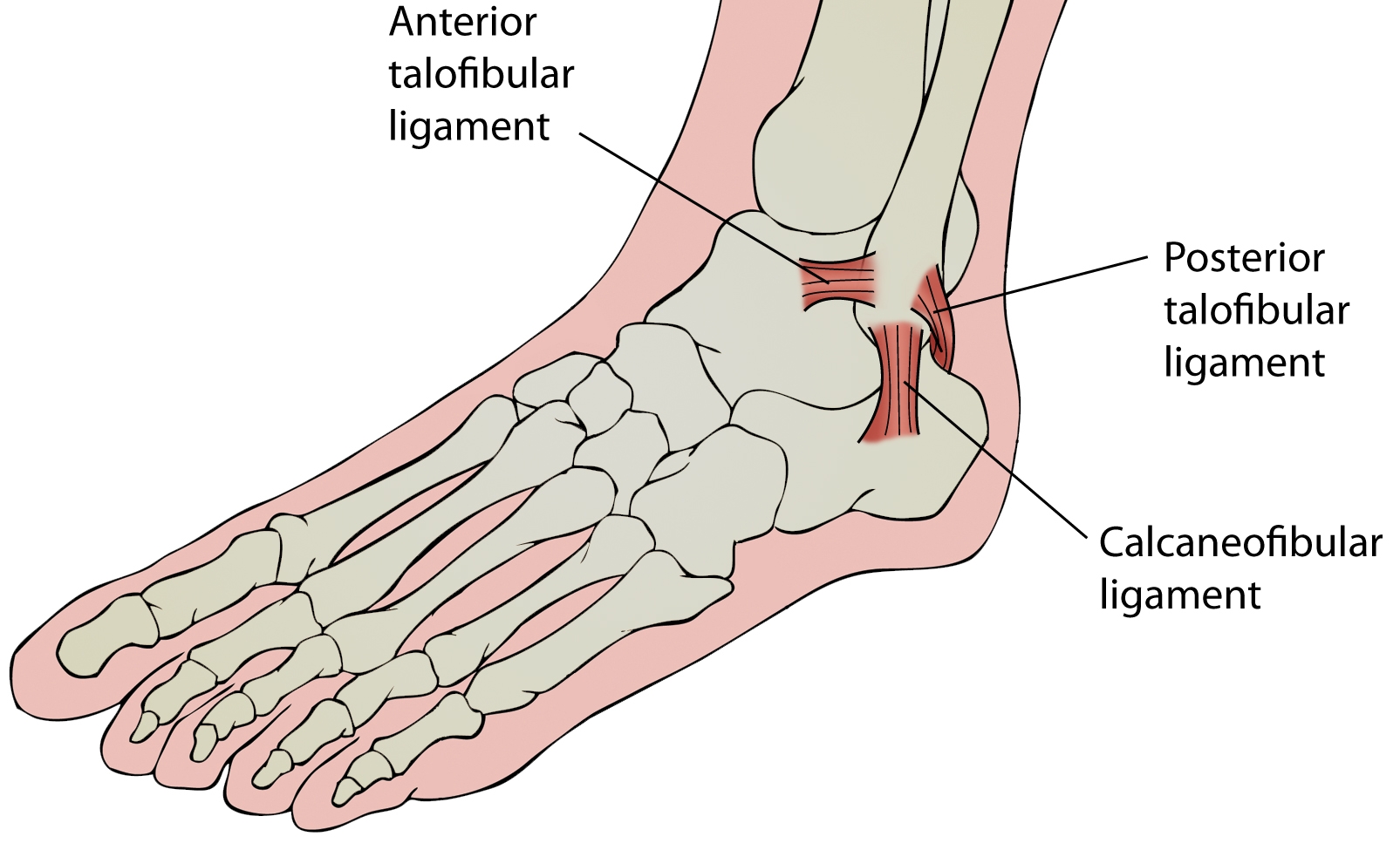 Sports Injury Bulletin - Diagnose & Treat - Ankle sprains: a balanced ...