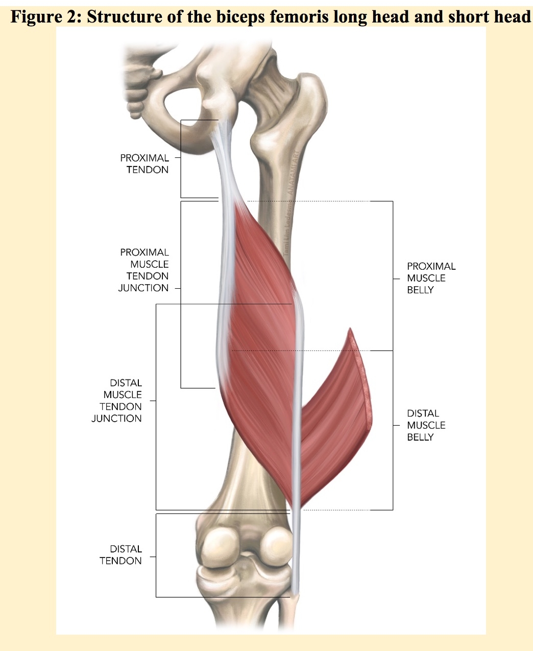 Sports Injury Bulletin - Anatomy - Hamstrings: why ‘long and strong’ is best