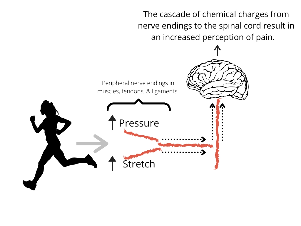 Sports Injury Bulletin - Improve - Back in action: causes and remedies ...