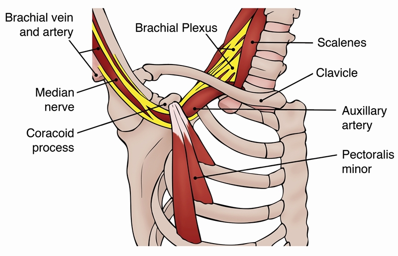 Sports Injury Bulletin - Diagnose & Treat - Physios – copping it in the neck