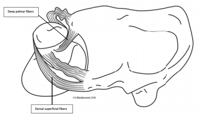 Sports Injury Bulletin - Anatomy - Getting to grips with the distal ...