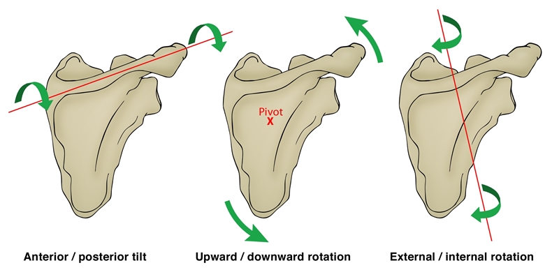 Sports Injury Bulletin - Diagnose & Treat - Pectoralis Minor