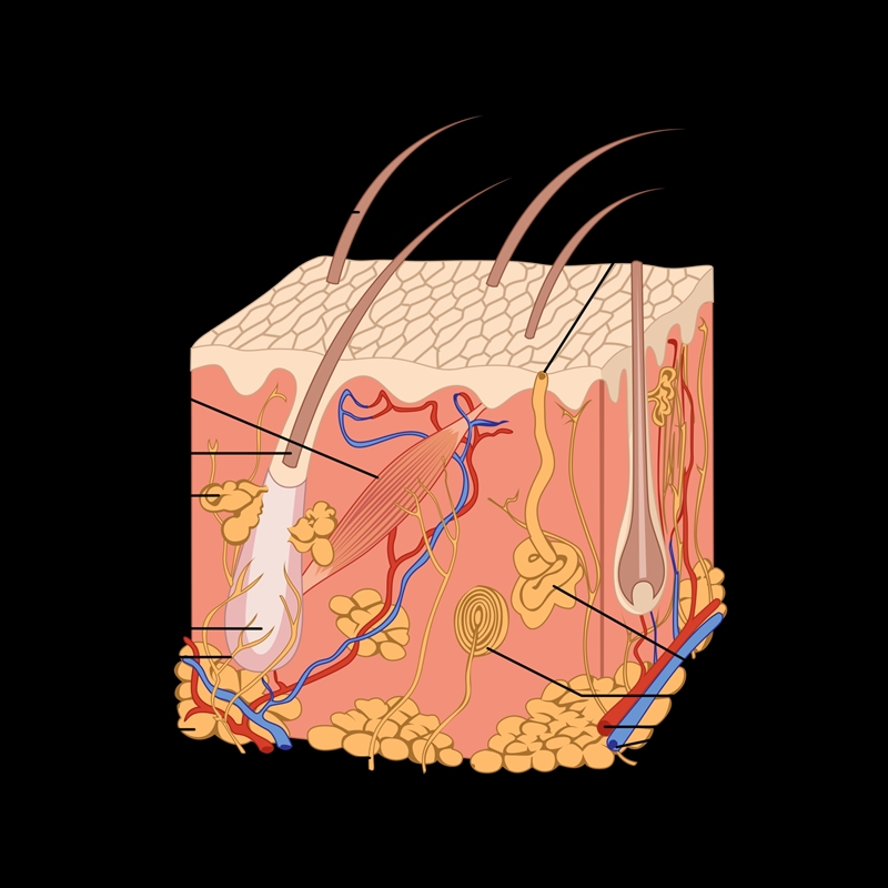 Sports Injury Bulletin - Anatomy - Cover me! Understanding dermatology ...