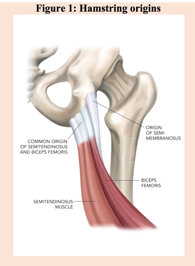 Sports Injury Bulletin - Anatomy - Hamstrings: why ‘long and strong’ is best