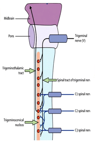 Sports Injury Bulletin - Diagnose & Treat - Cervicogenic headaches: a ...